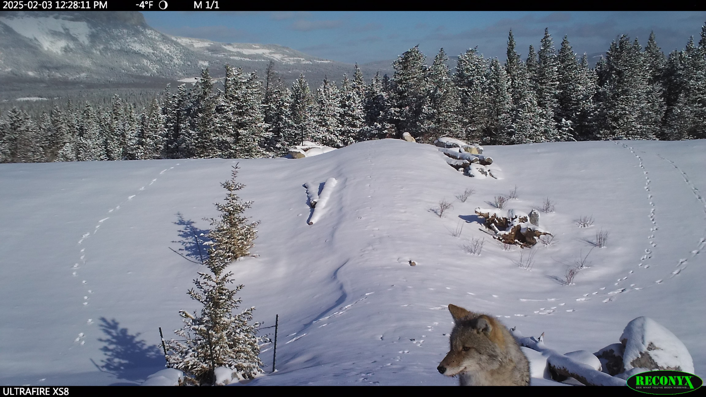 Animal-Vehicle Collision Safety Program | Alberta.ca