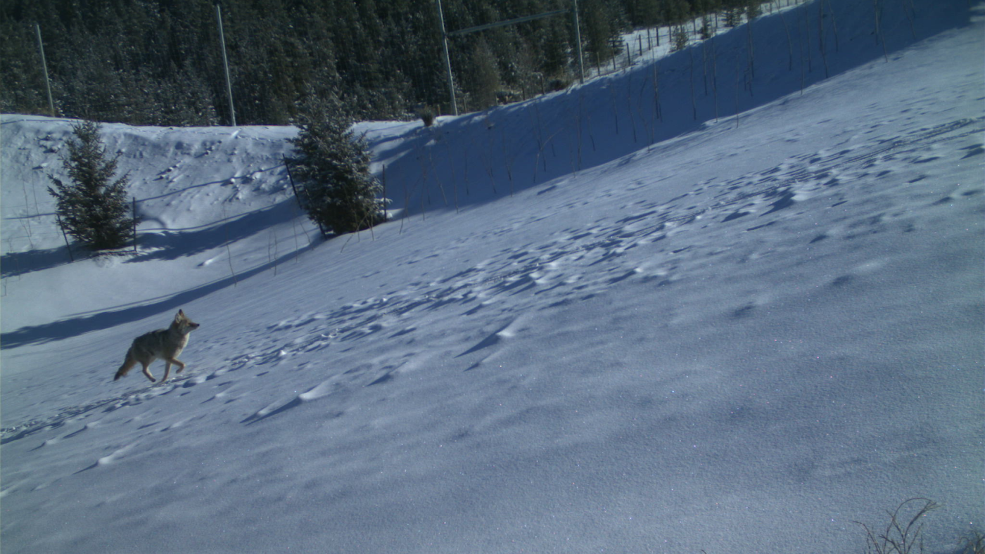 Animal-Vehicle Collision Safety Program | Alberta.ca