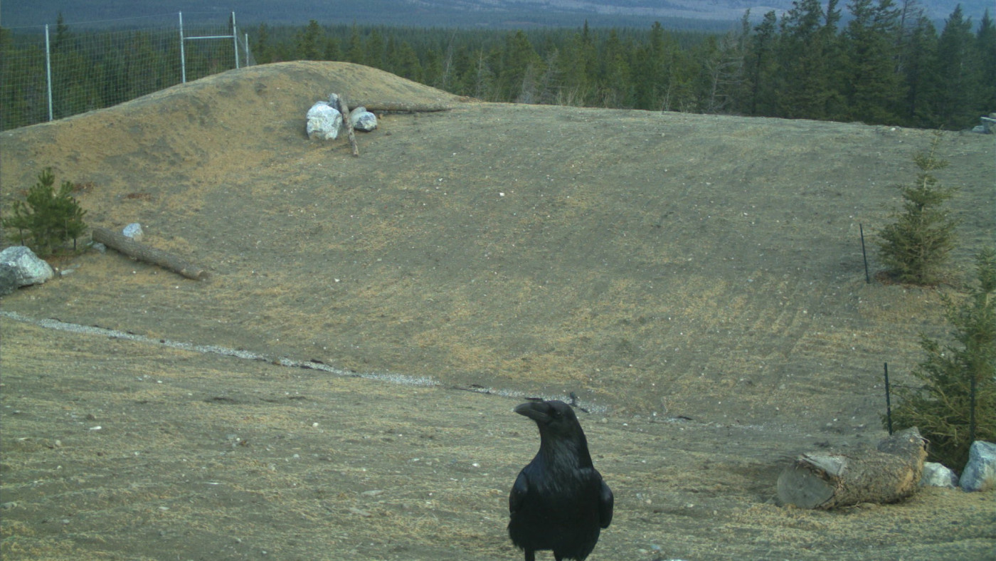 Animal-Vehicle Collision Safety Program | Alberta.ca