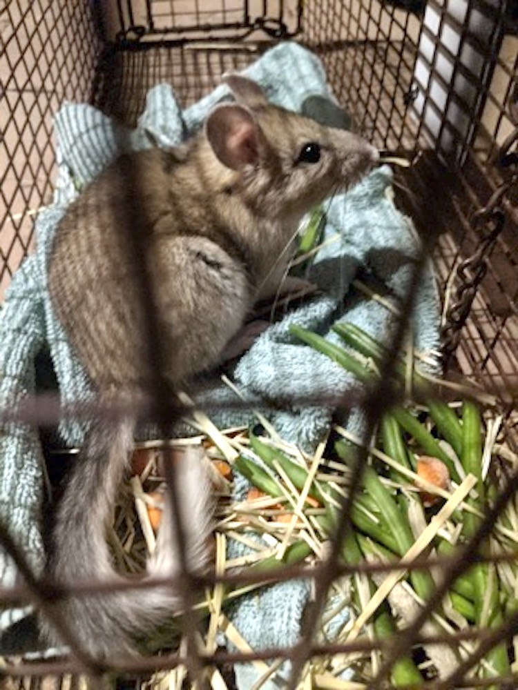 Rodents mistaken for rats | Alberta.ca