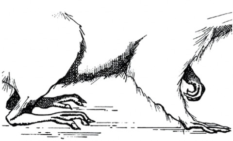 How to identify a rat | Alberta.ca