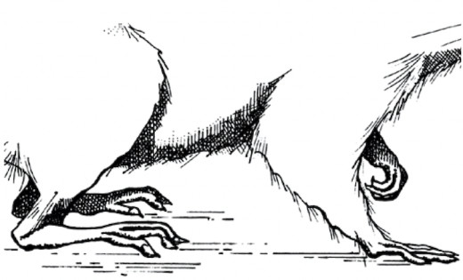 How to identify a rat | Alberta.ca