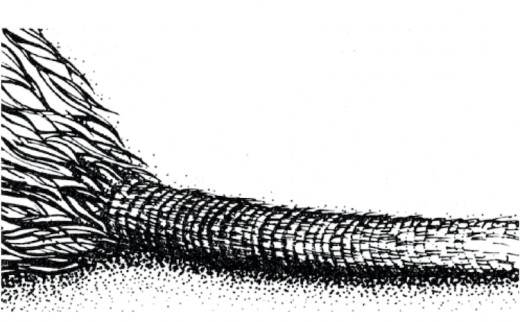 How to identify a rat | Alberta.ca