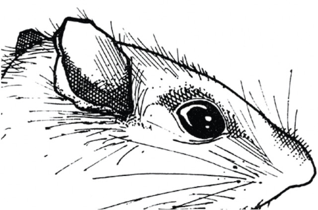 How to identify a rat | Alberta.ca