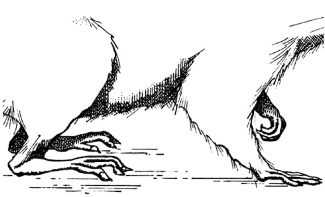 How to identify a rat | Alberta.ca