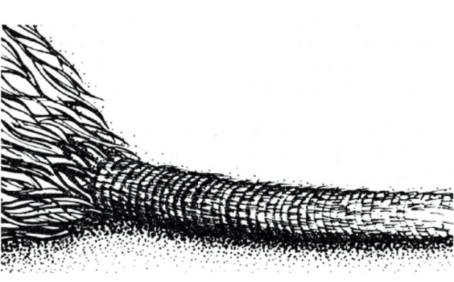 How to identify a rat | Alberta.ca