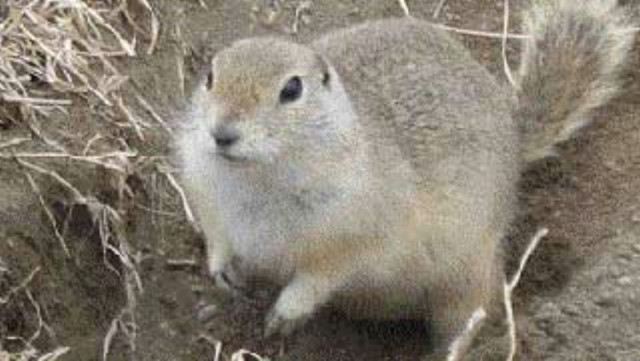 Rodents mistaken for rats | Alberta.ca