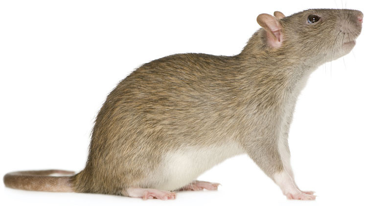 How to identify a rat | Alberta.ca