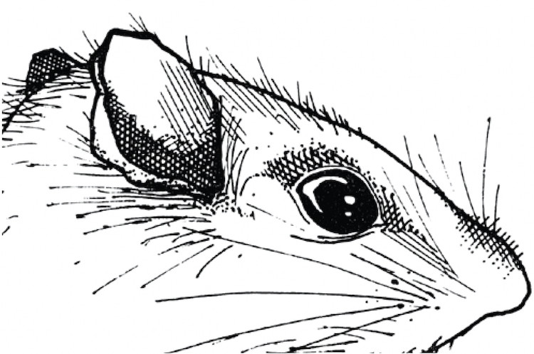 How to identify a rat | Alberta.ca