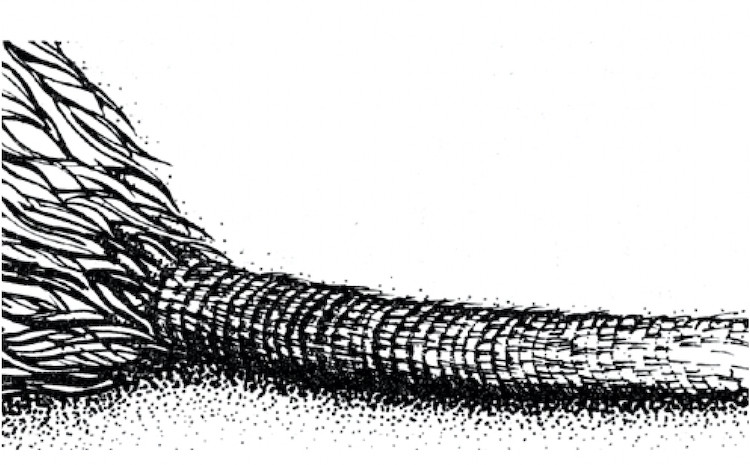 How to identify a rat | Alberta.ca