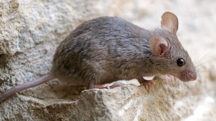 Rodents mistaken for rats | Alberta.ca