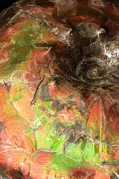 Emblems of Alberta | Alberta.ca