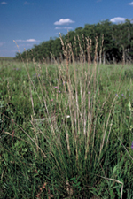 Emblems of Alberta | Alberta.ca